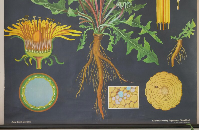 Vintage DANDELION School Chart Jung Koch Quentell Original Educational ...