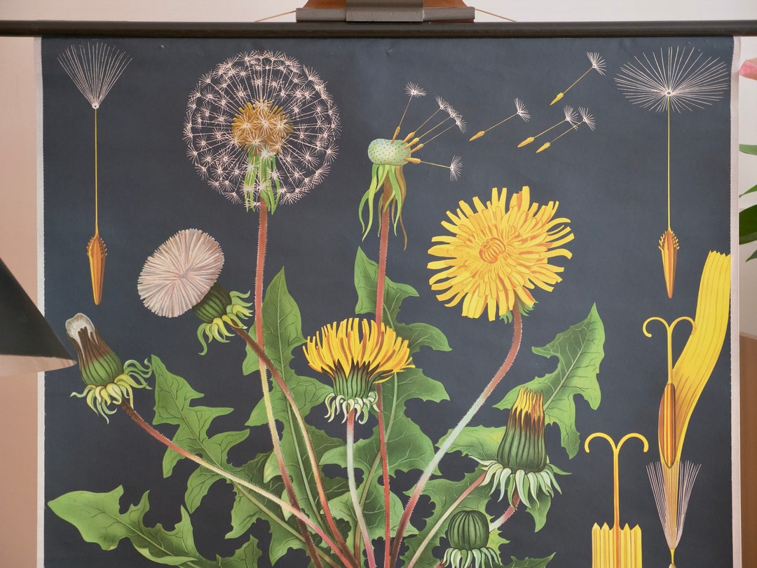 Vintage DANDELION School Chart Jung Koch Quentell Original Educational ...