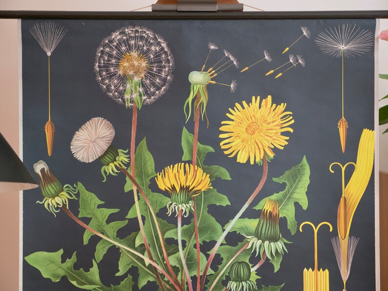 Vintage DANDELION School Chart Jung Koch Quentell Original - Etsy