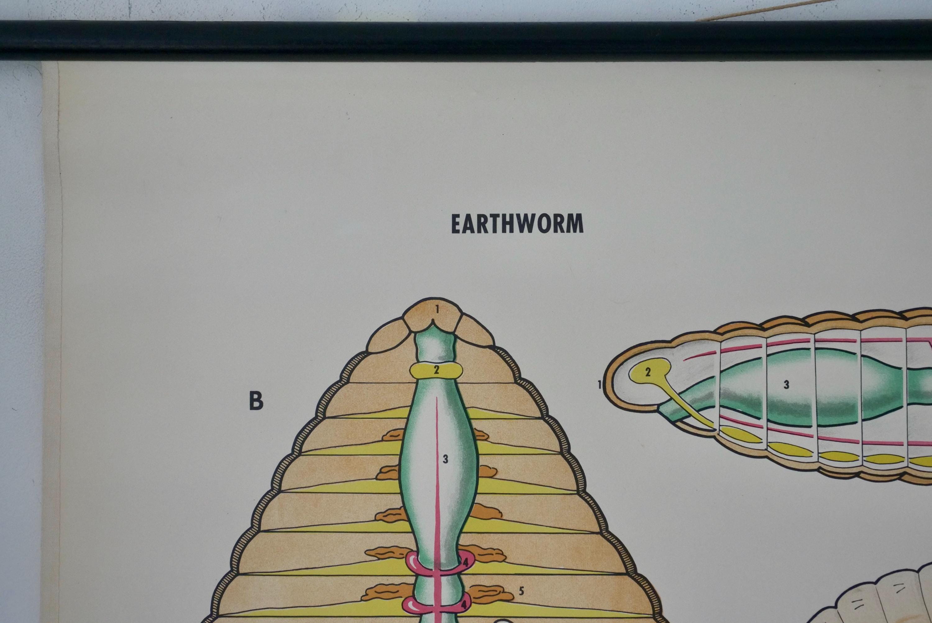 Vintage English School Chart EARTHWORM Original Educational Chart - Etsy