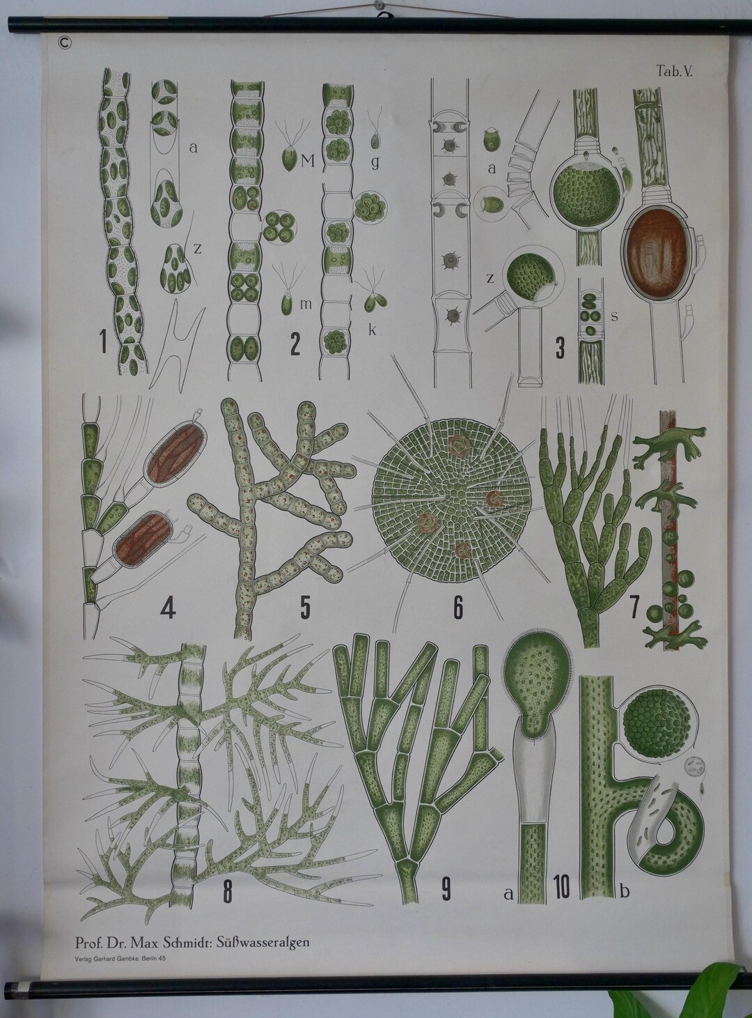 Vintage GREENALGAE TAB.V School Chart Pr.dr. M. Schmidt Original ...