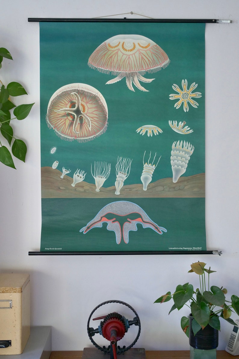 Vintage School Chart JELLYFISH Jung Koch Quentell Original Educational ...