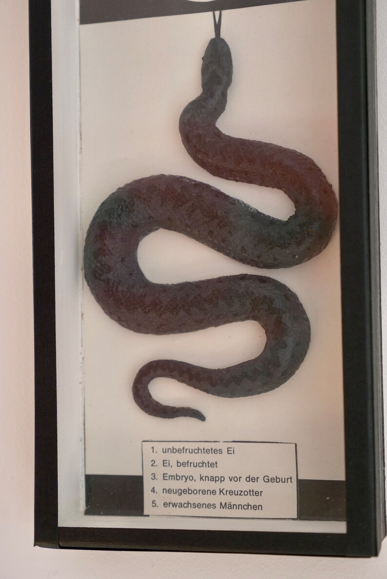 Vintage SNAKE From Egg Too SNAKE Educational Model Evolution - Etsy