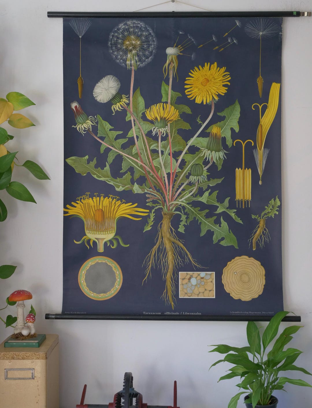 Vintage DANDELION School Chart Jung Koch Quentell Original Educational ...