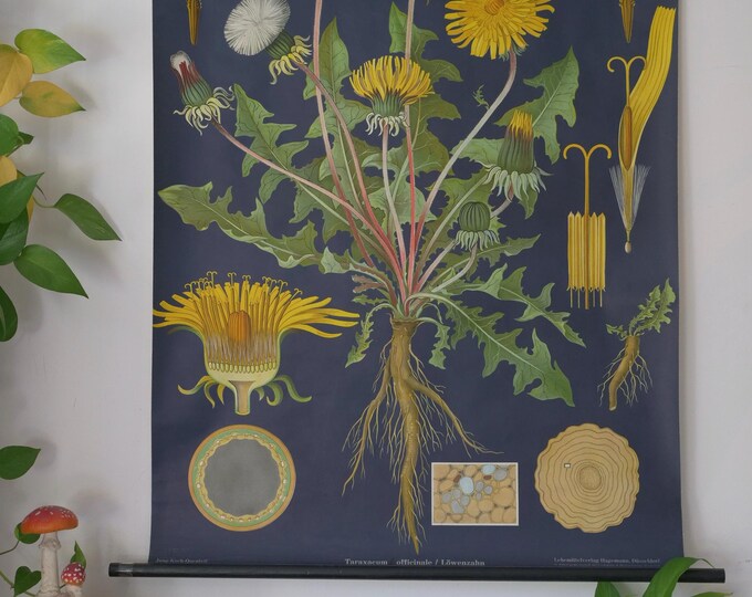 Vintage DANDELION School Chart Jung Koch Quentell Original Educational ...