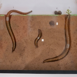 Vintage EARTHWORM From Egg to Worm LUMBRICIDAE Educational Model ...
