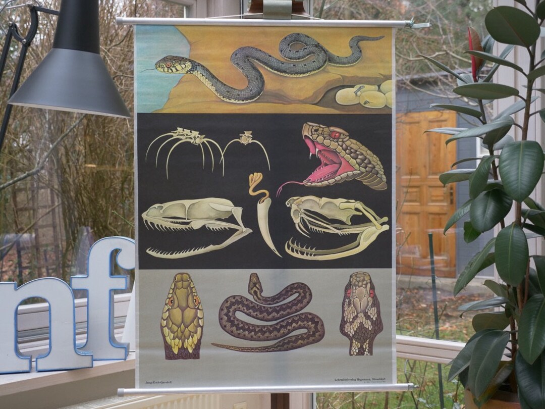 Vintage School Chart SNAKE Jung Koch Quentell Original Educational ...