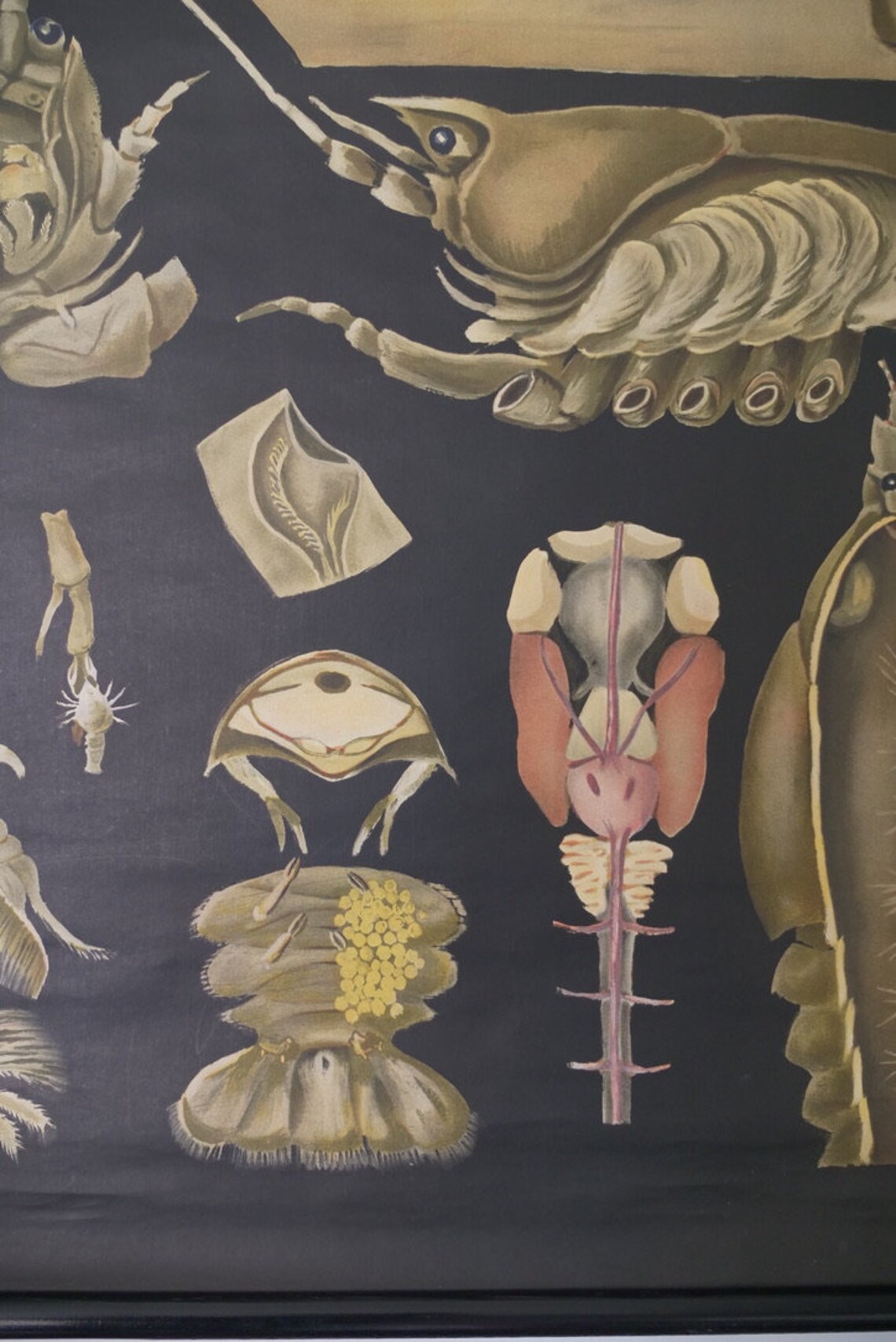 Vintage School CHART CRAYFISH Lithograph Jung Koch Quentell - Etsy