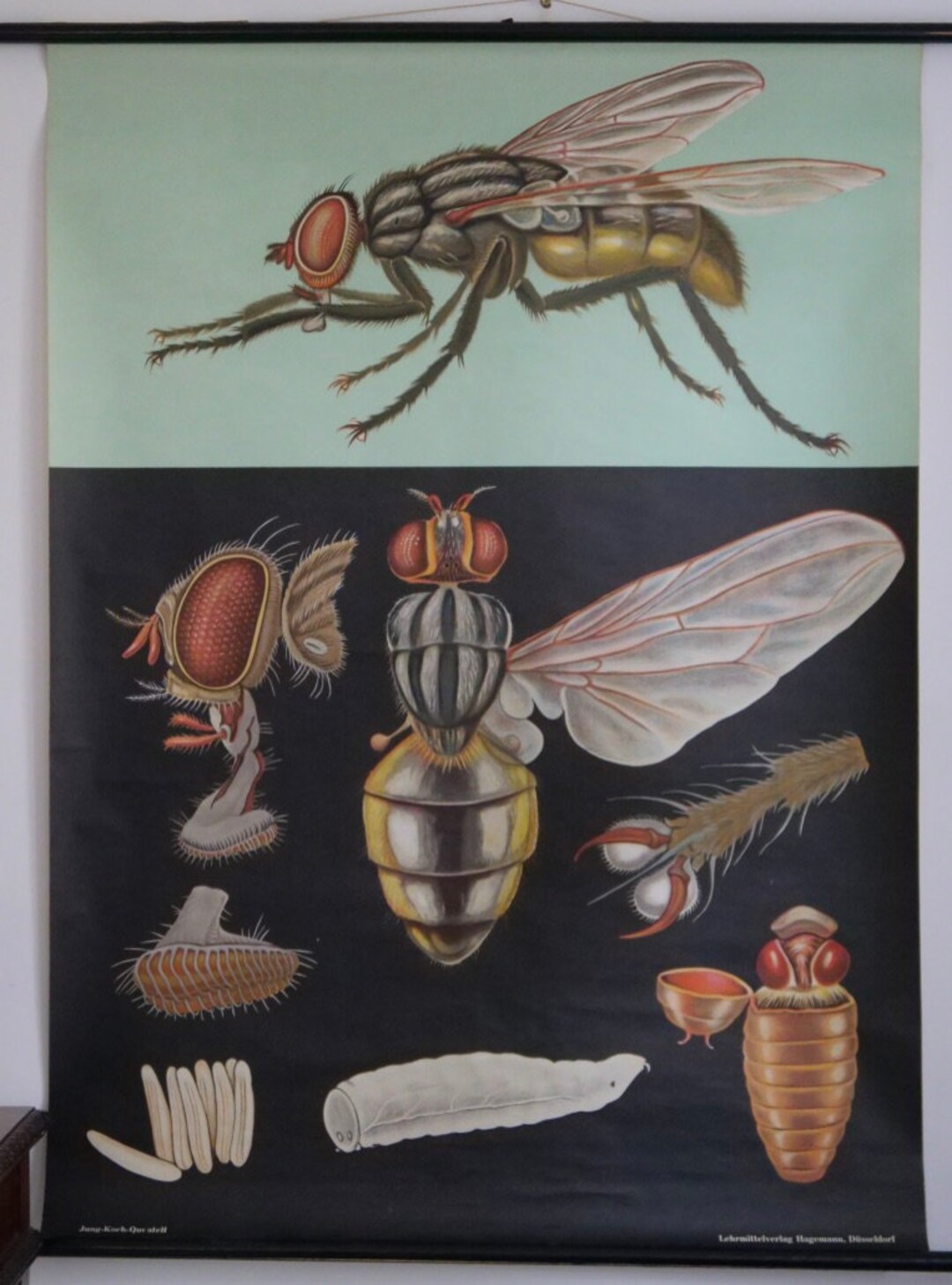 Vintage HOUSE FLY School CHART Jung Koch Quentell Original - Etsy