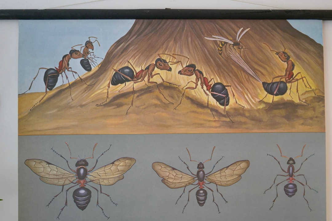 Vintage ANTS School CHART Jung Koch Quentell Original Educational Chart ...