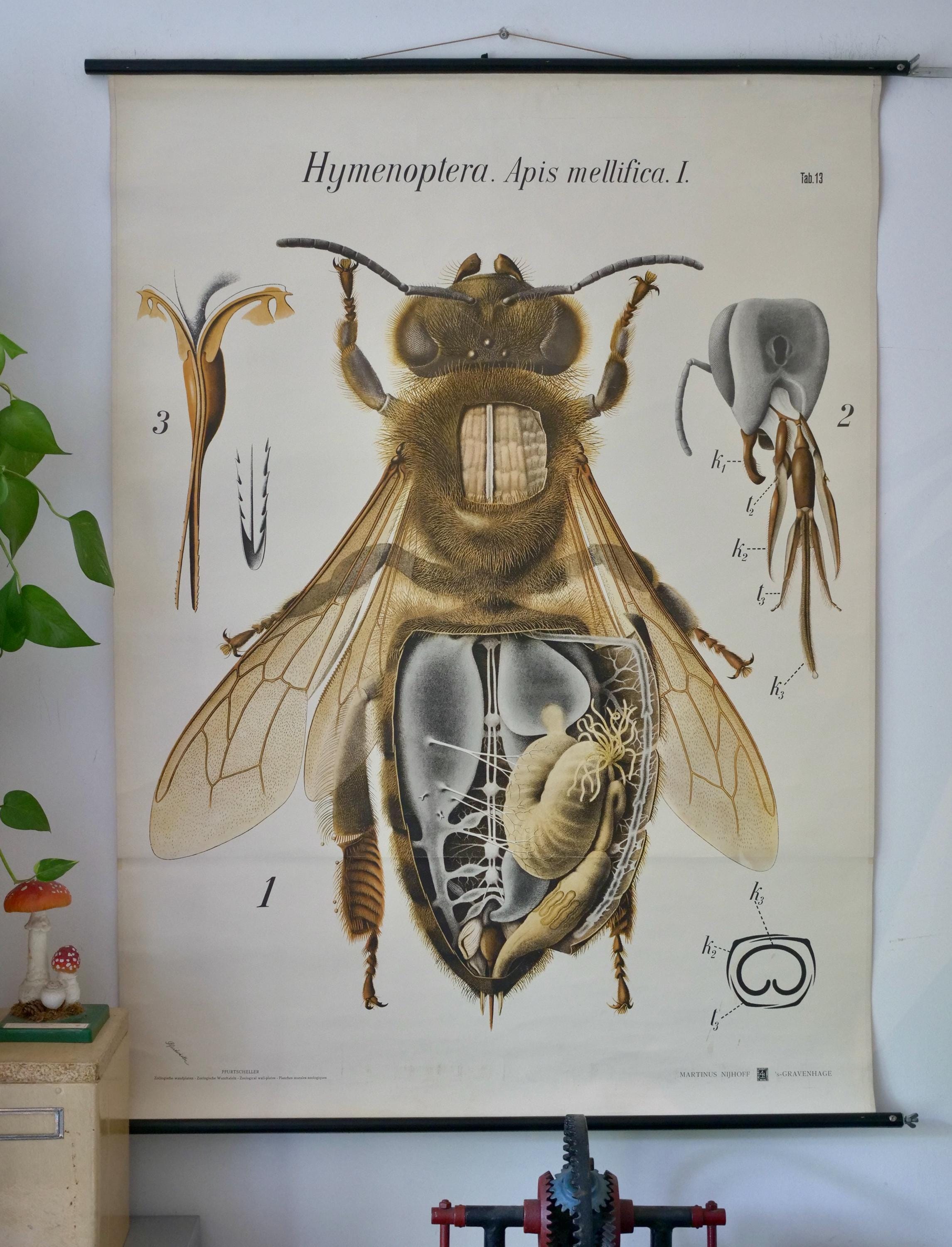 Vintage School Chart PFURTSCHELLER BEE Hymenoptera Apis Mellificia ...