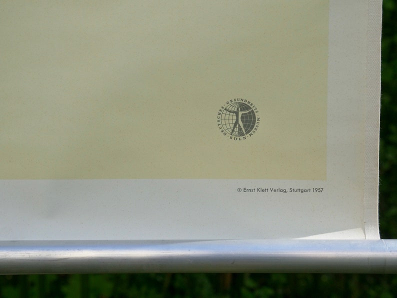 Vintage EMBRYOGENY School CHART Ernst Klett 60s Original Educational ...