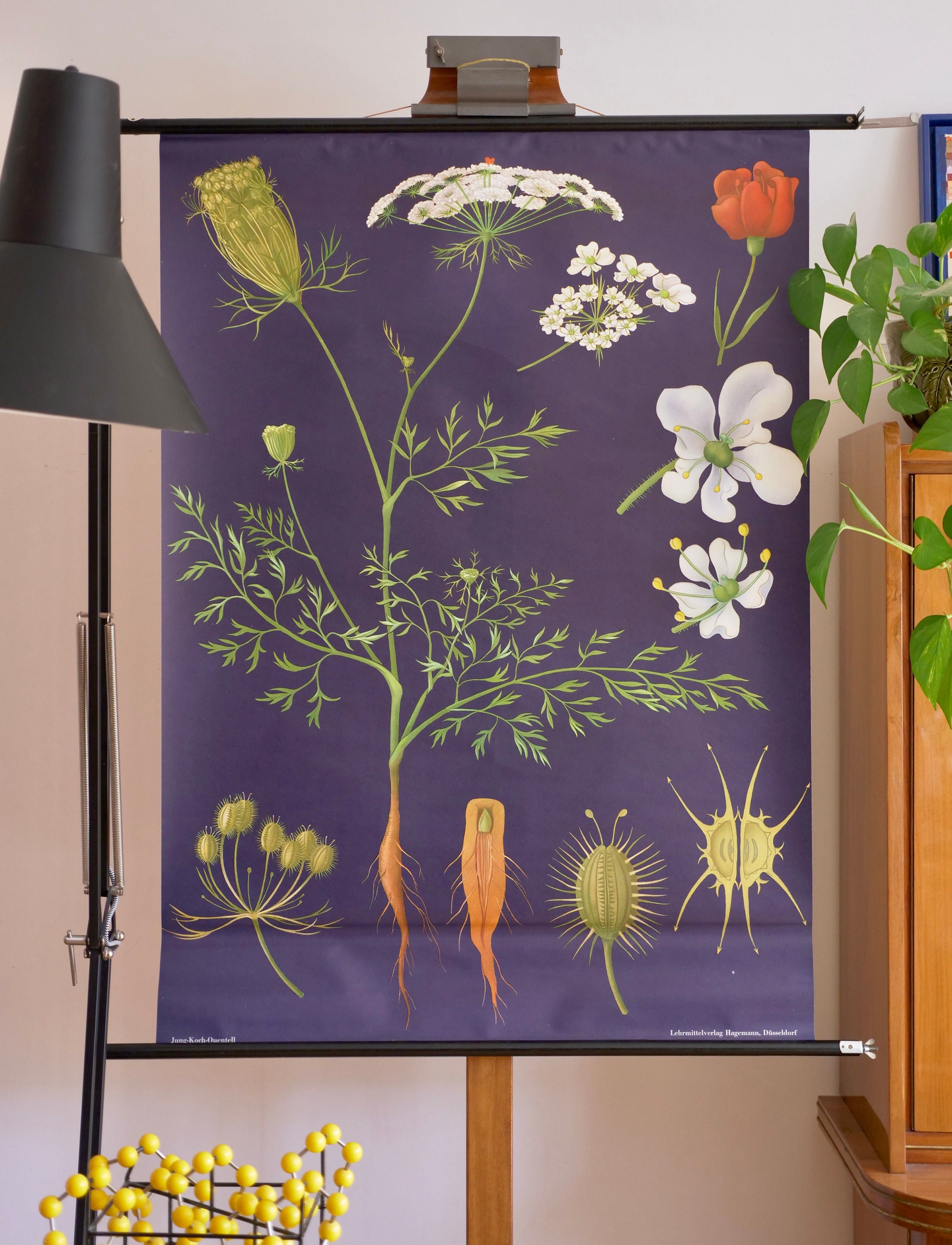 Vintage WILD CARROT School Chart Jung Koch Quentell Original ...