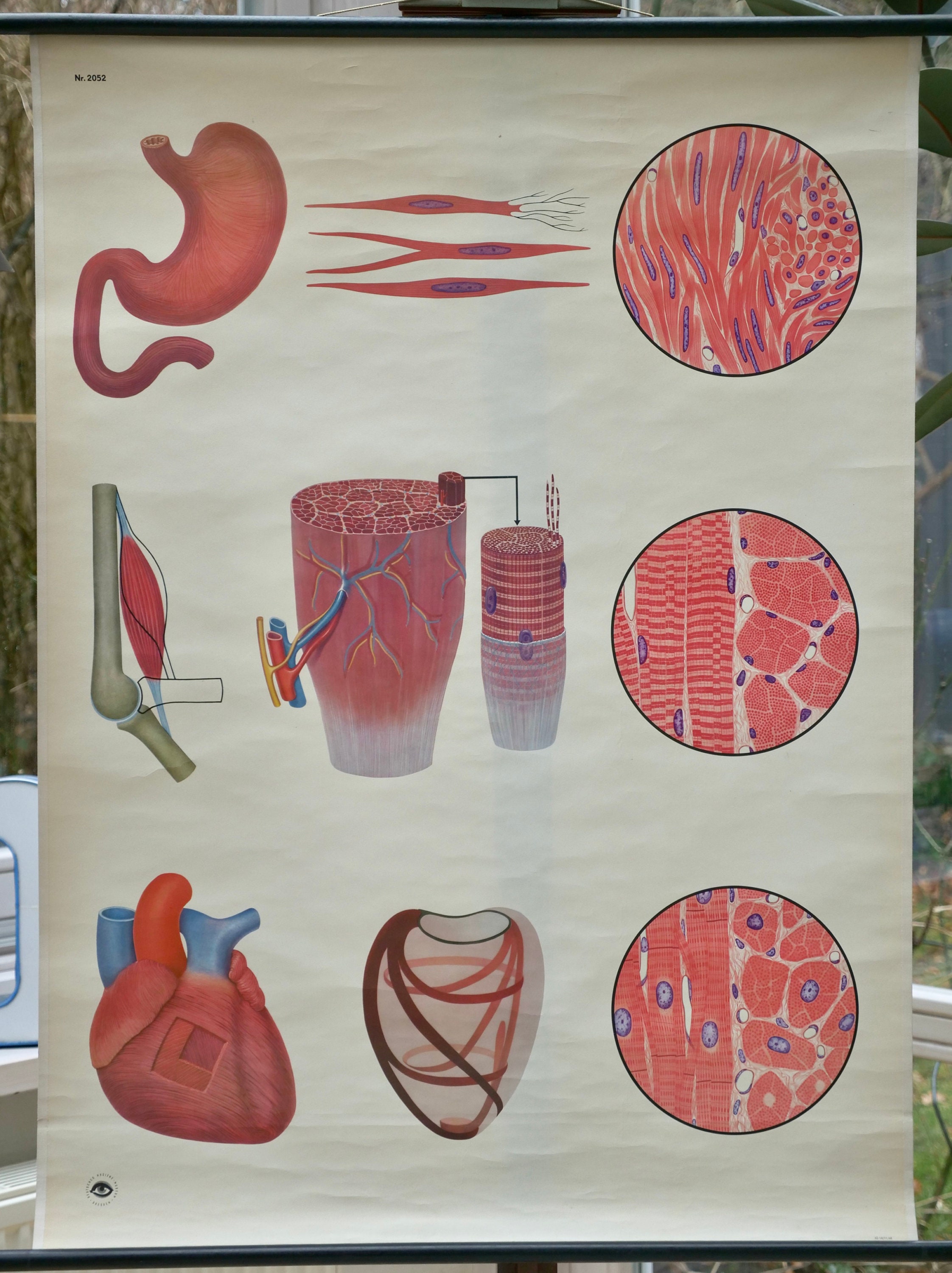 Vintage MUSCLES School CHART Ernst Klett 60s Original Educational Chart ...