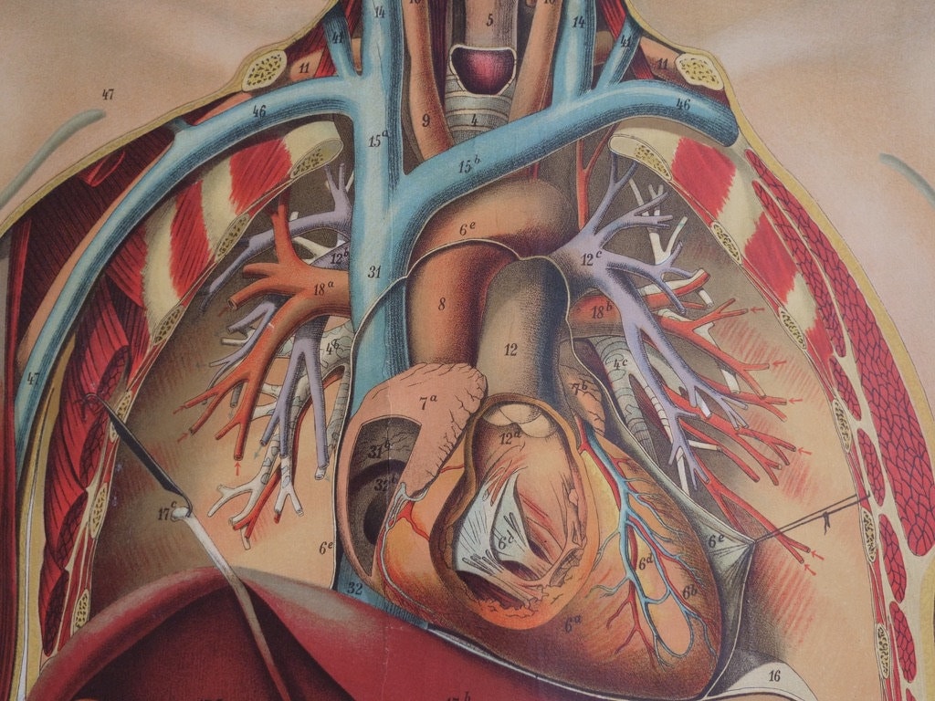 Vintage Human TORSO Anatomical CHART Original Educational Chart - Etsy