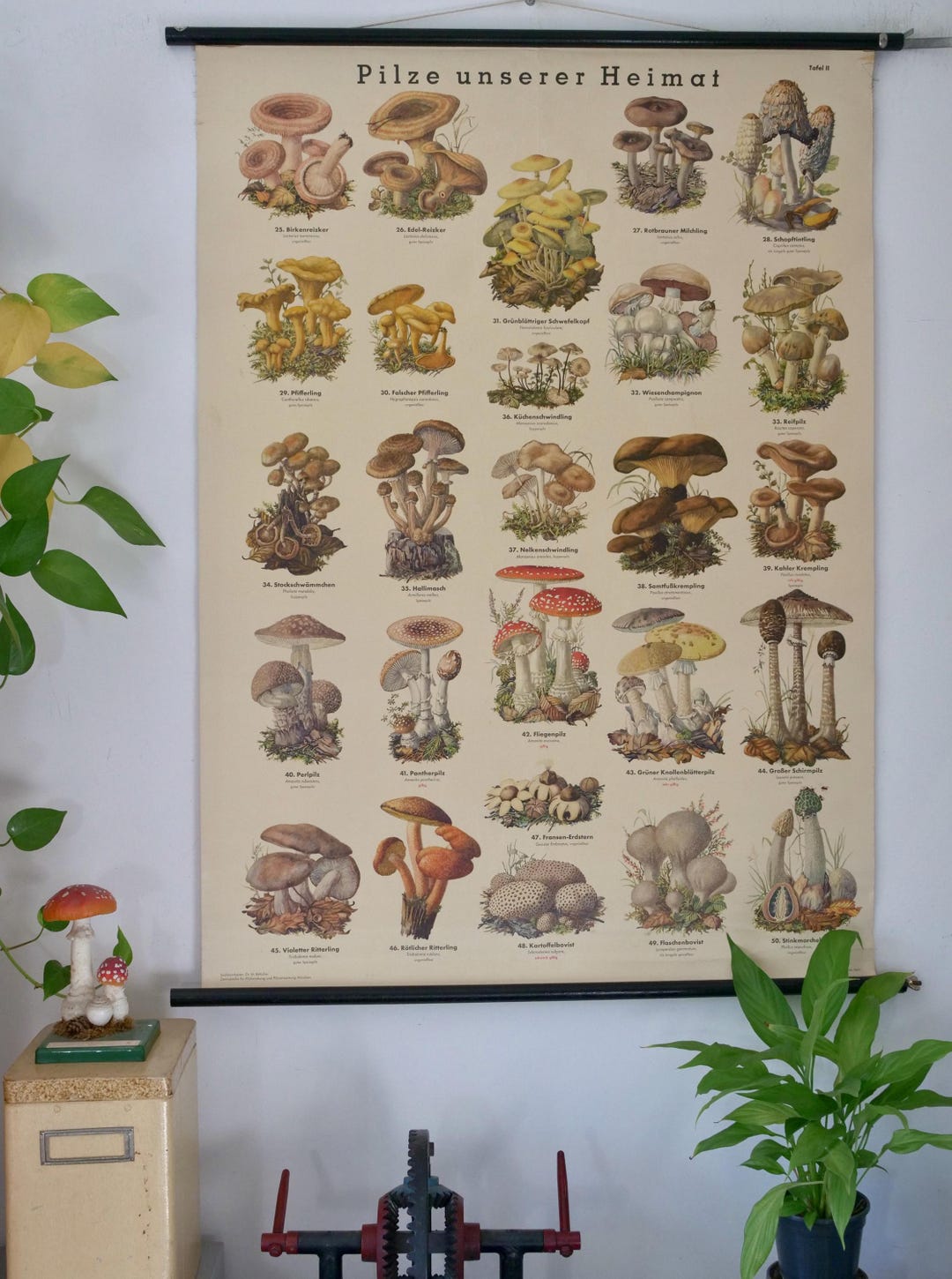 Vintage MUSHROOM School Wall Chart Educational Chart Röhr Verlag - Etsy