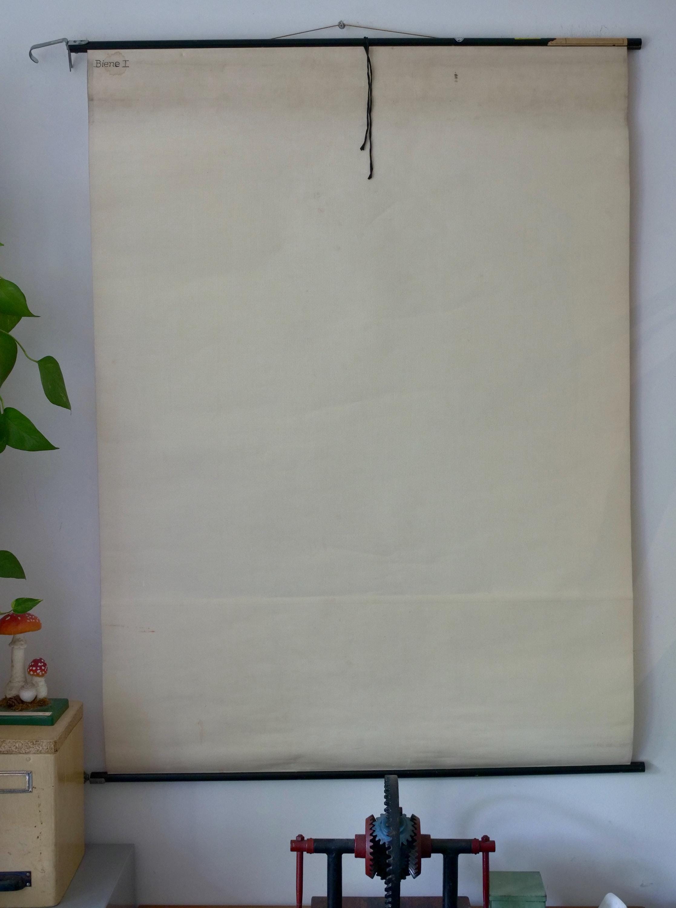 Vintage School Chart PFURTSCHELLER BEE Hymenoptera Apis Mellificia ...