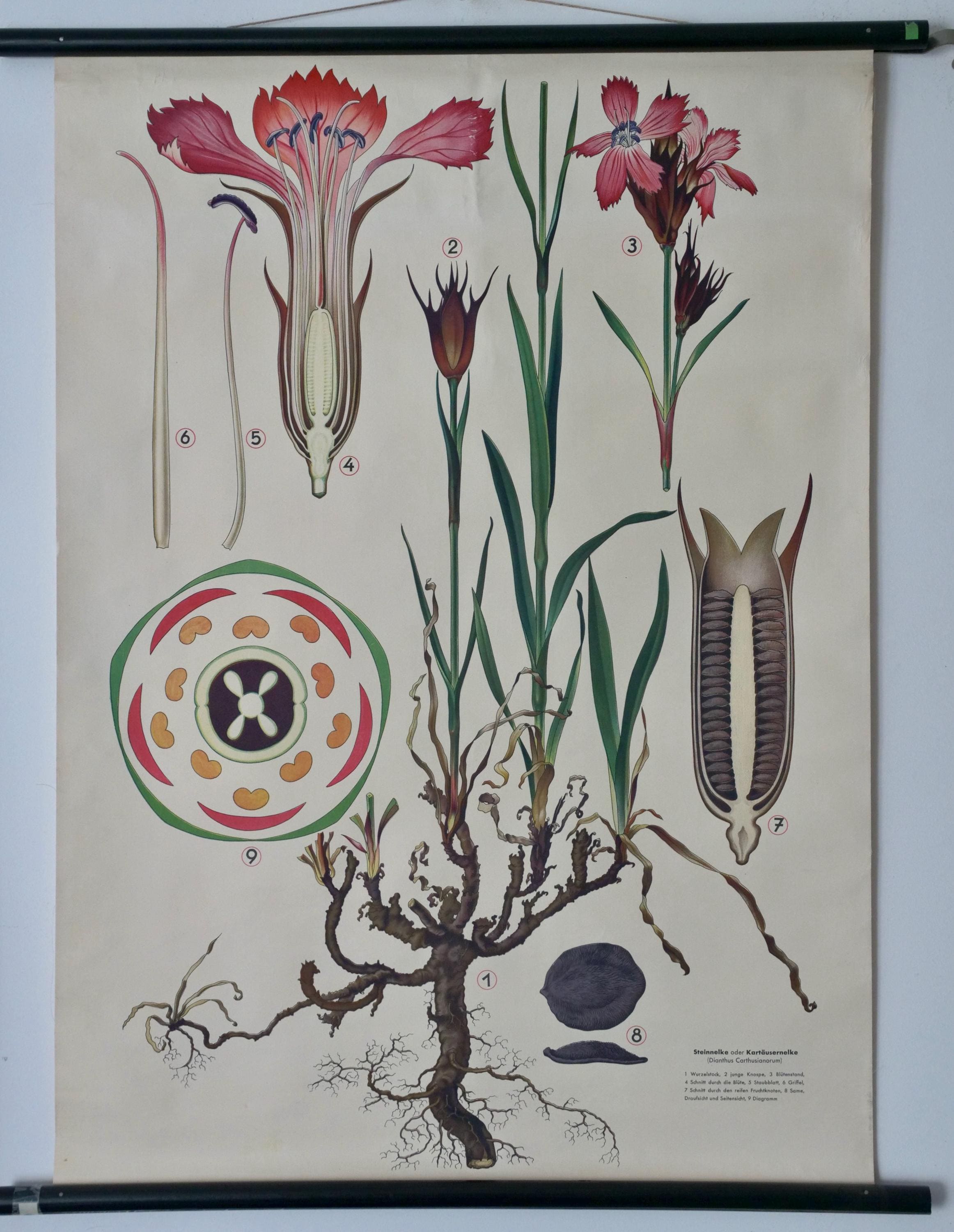 Vintage CLOVE FLOWER Dianthus School Chart HASLINGER Original ...
