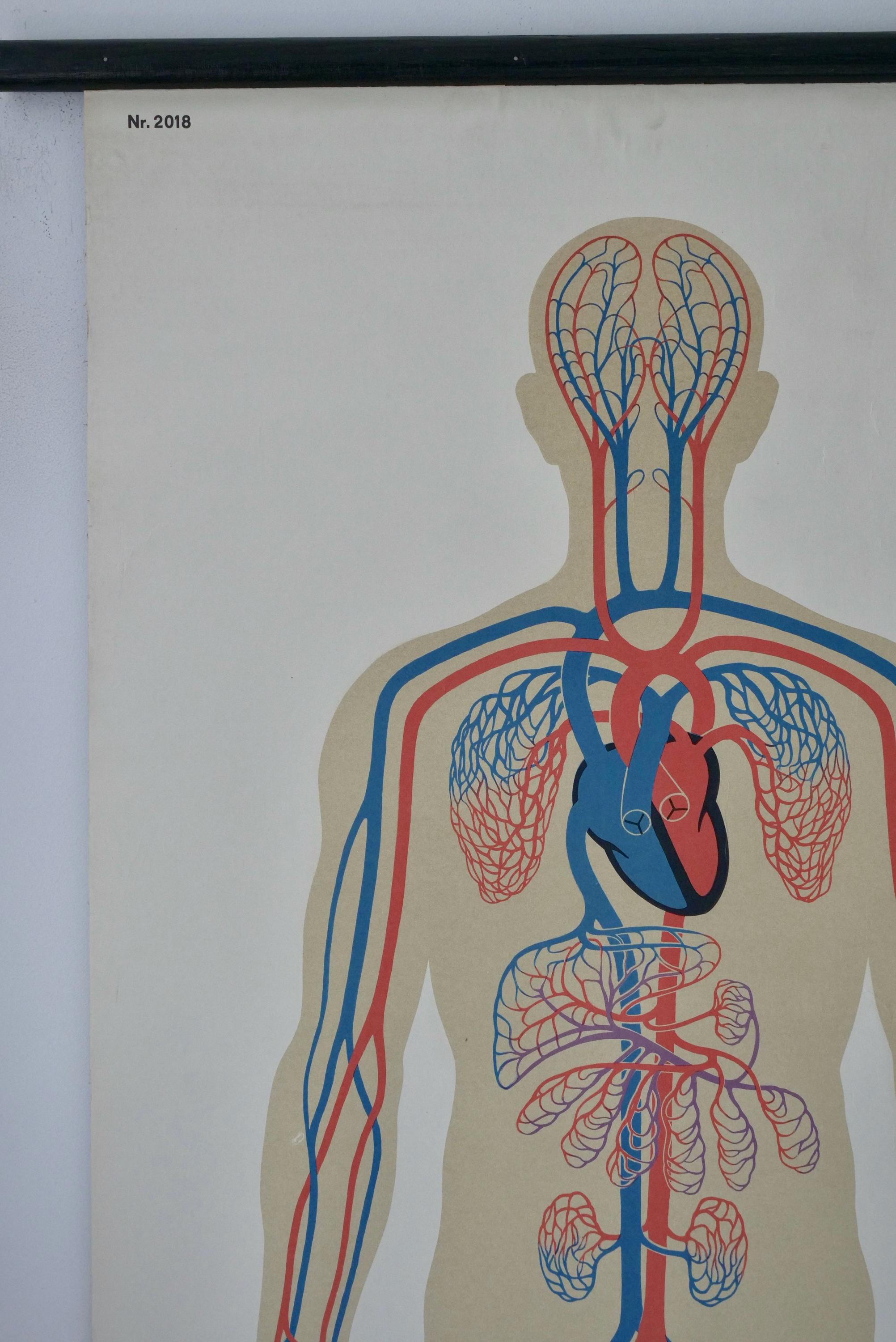 Vintage HEART BLOOD Circulation School Chart HYGIENEMUSEUM Dresden 60s ...