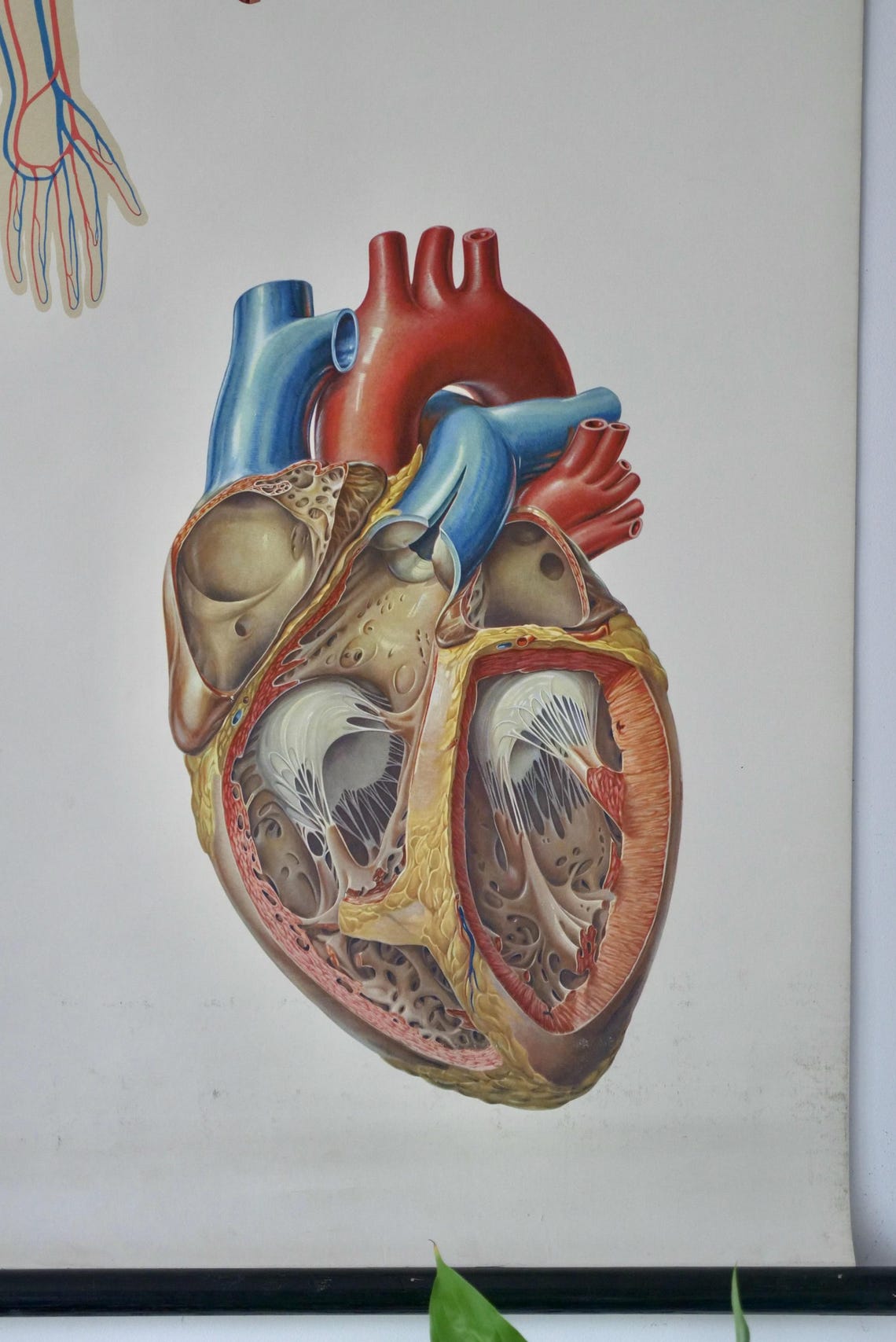 Vintage HEART BLOOD Circulation School Chart HYGIENEMUSEUM Dresden 60s ...