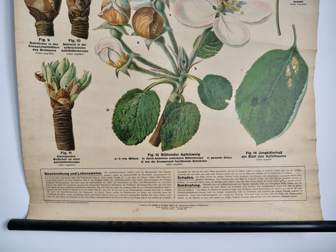 Vintage School Chart APPLE Blossom WEEVIL Original Educational Chart - Etsy