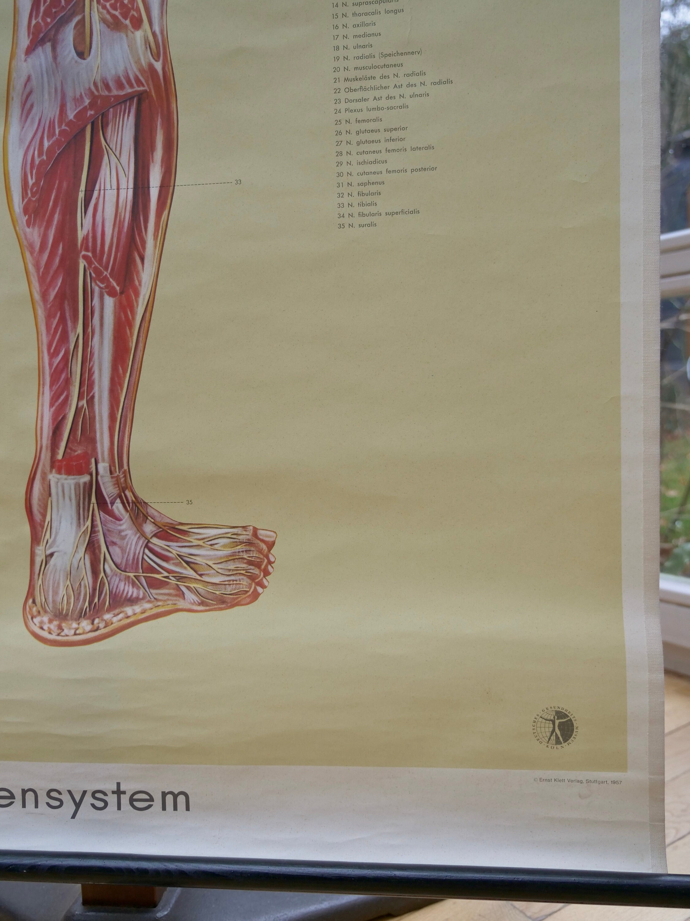 Vintage SKELETON Back School CHART Ernst Klett 50s Original Educational ...