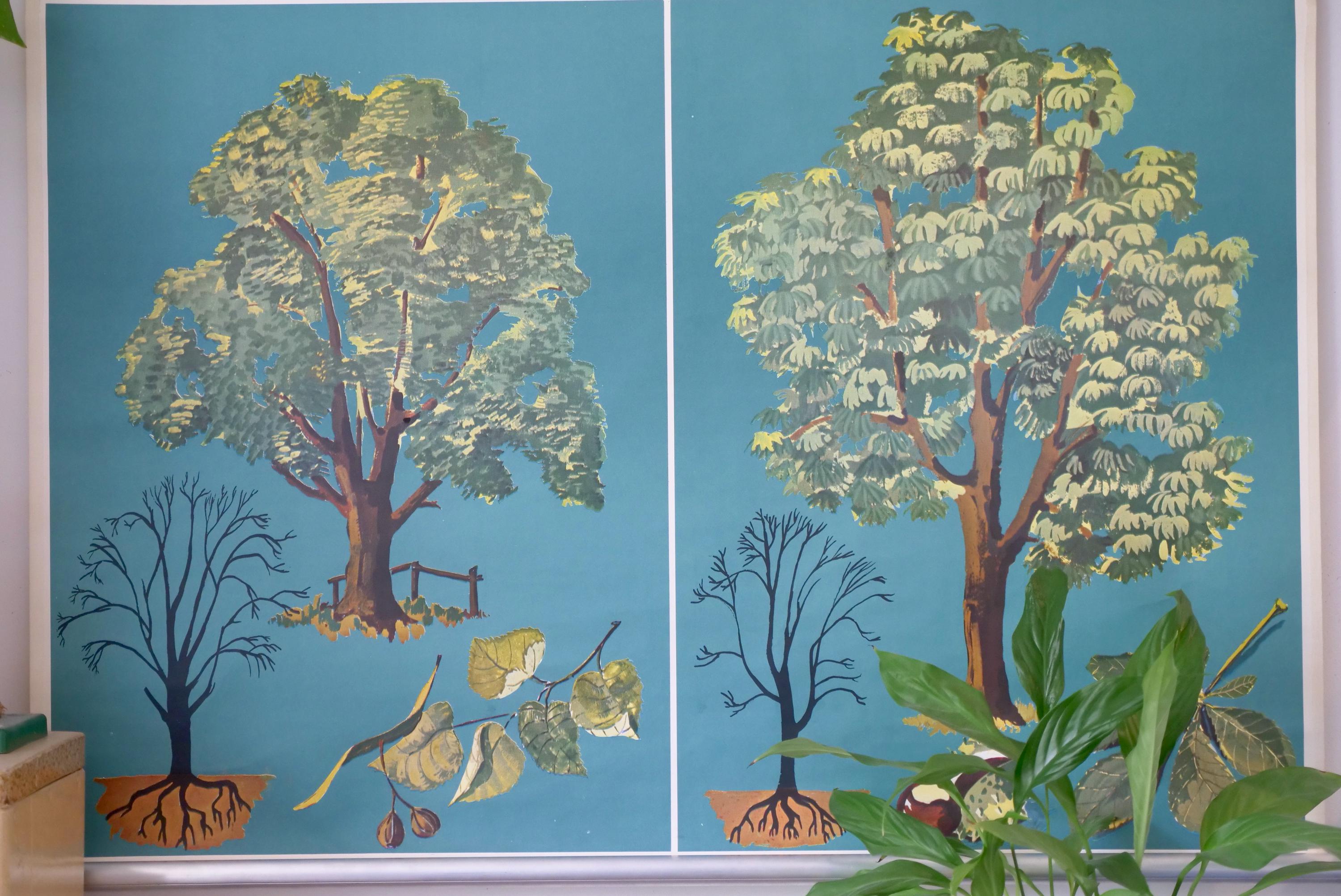 Vintage DECIDUOUS TREES School Chart TELLUS Verlag Original Educational ...