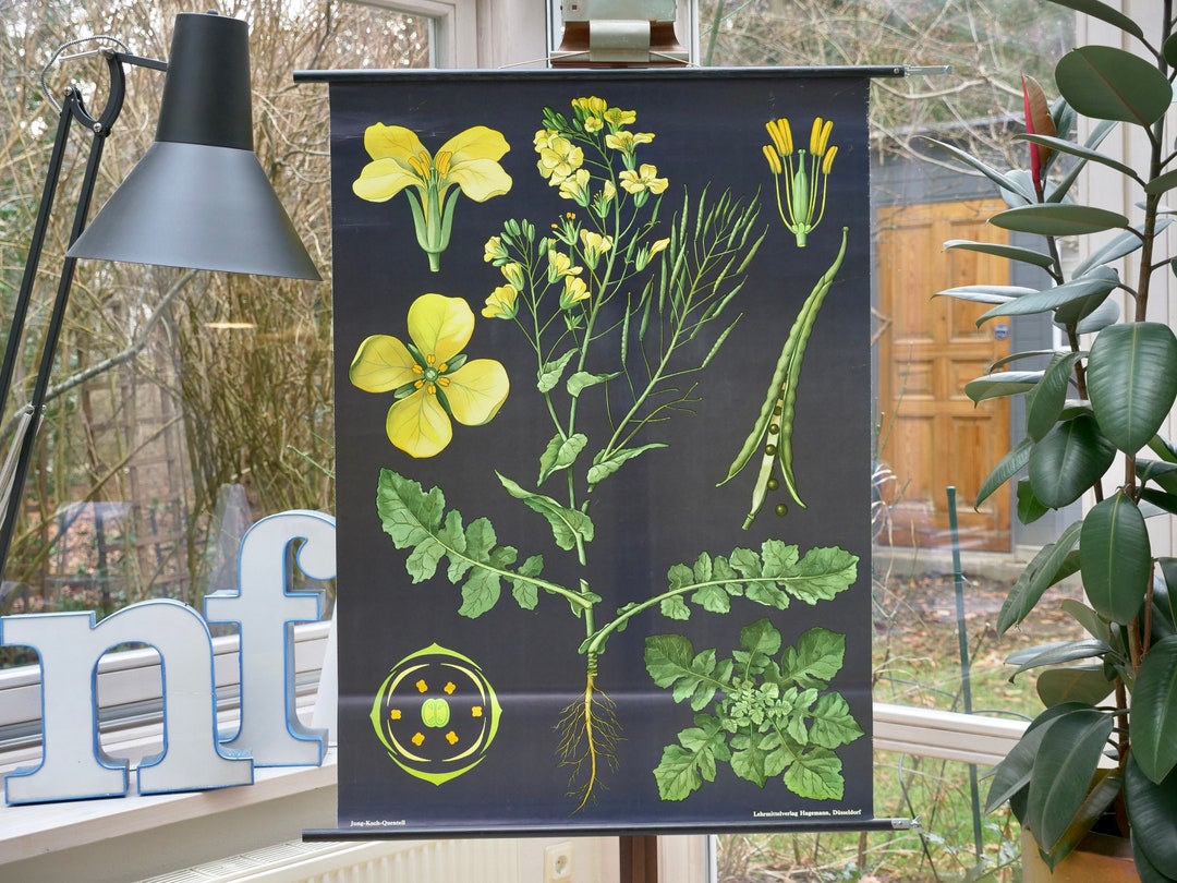 Vintage CANOLA RAPESEED School Chart Jung Koch Quentell Original ...