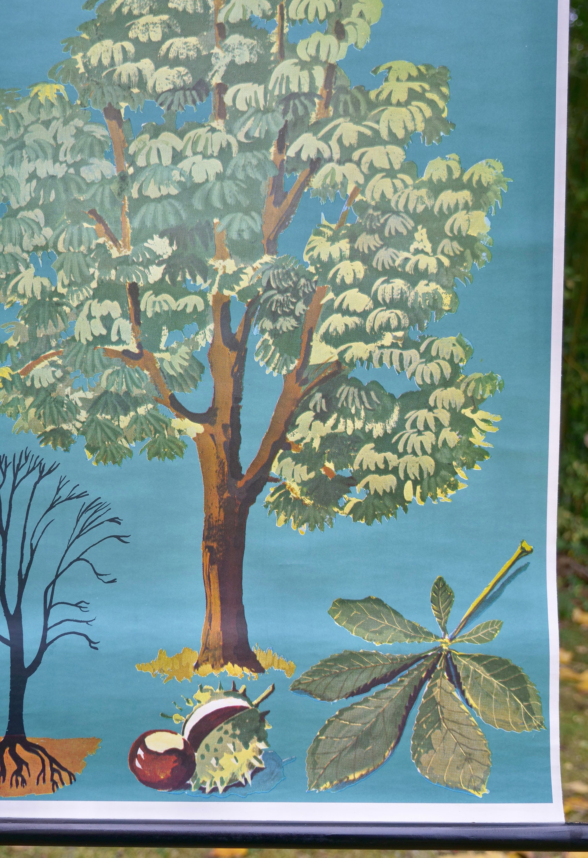 Vintage DECIDUOUS TREES School Chart TELLUS Verlag Original Educational ...