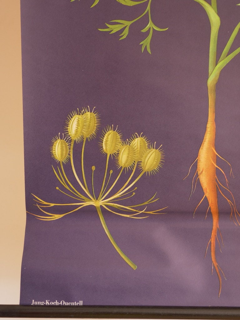 Vintage WILD CARROT School Chart Jung Koch Quentell Original ...