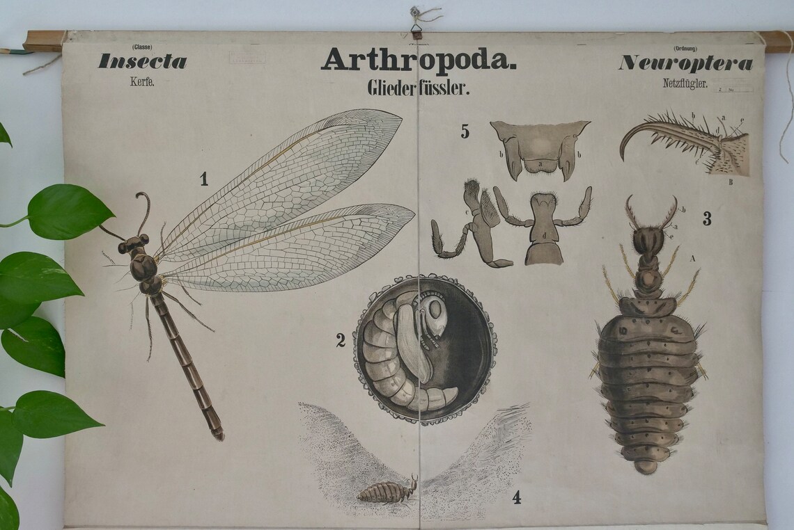 Vintage School Chart Arthropoda. Insecta NEUROPTERA DR.LEUCKART ...