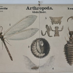 Vintage School Chart Arthropoda. Insecta NEUROPTERA DR.LEUCKART ...