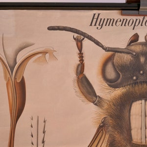 Vintage School Chart PFURTSCHELLER BEE Hymenoptera Apis Mellificia ...