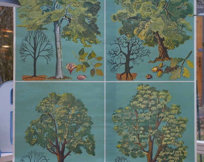 Vintage DECIDUOUS TREES School Chart TELLUS Verlag Original Educational ...