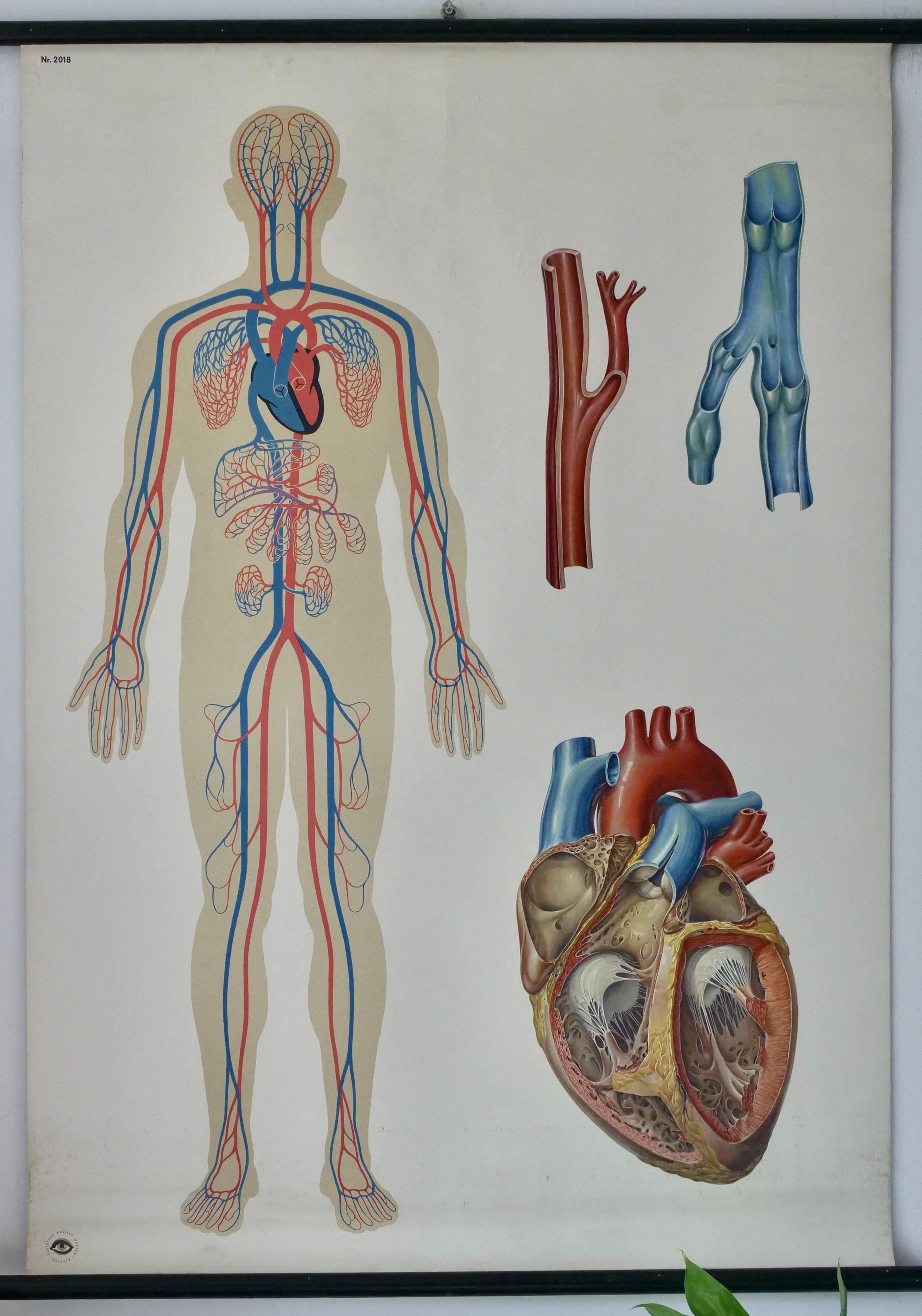 Vintage HEART BLOOD Circulation School Chart HYGIENEMUSEUM Dresden 60s ...