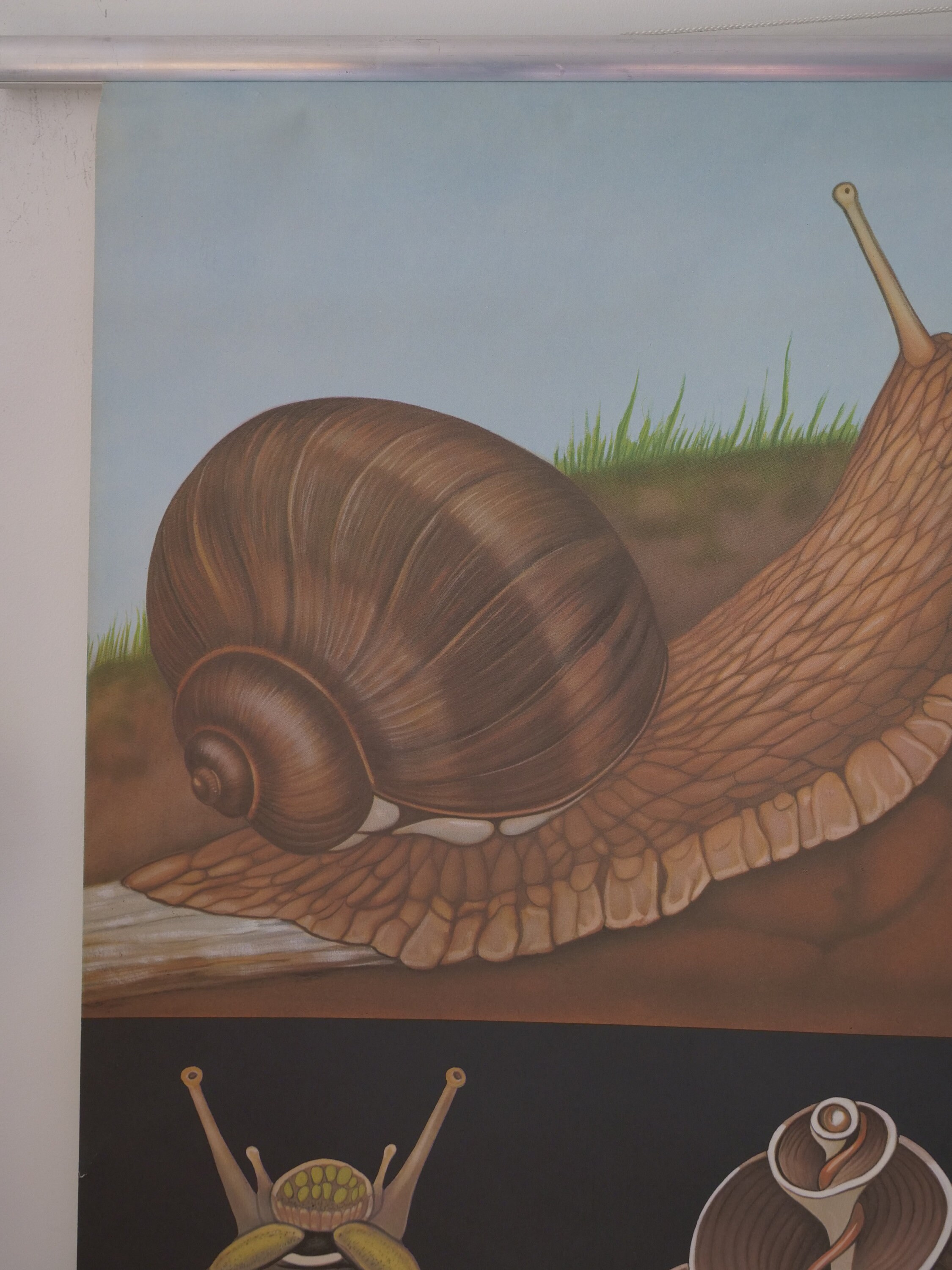 Vintage SNAIL School CHART Jung Koch Quentell Original Educational ...