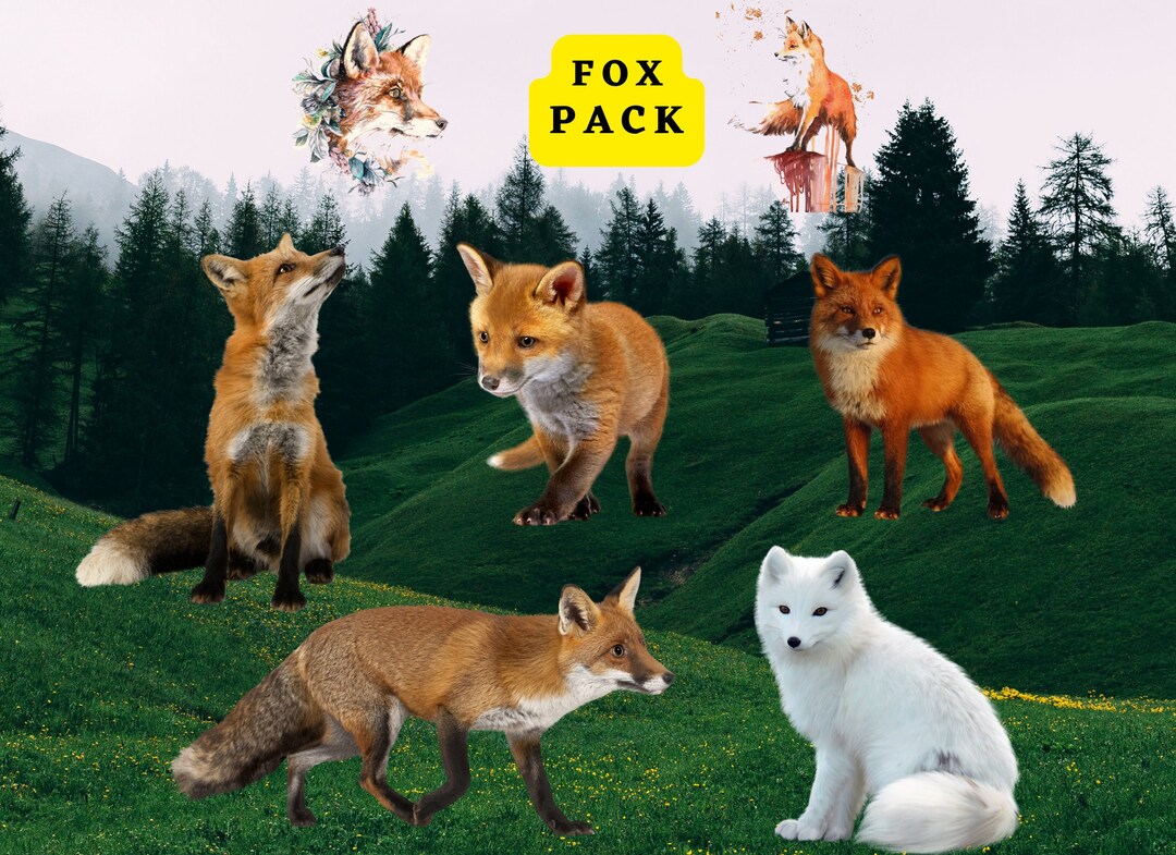 FOX Pack PNG Clipart Digital Download Only/transparent Background Clip ...