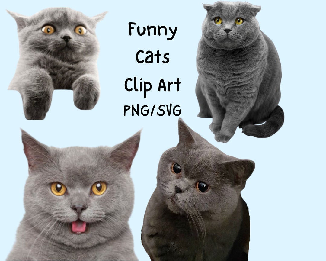 Funny Cat Pack PNGS/ Cat Clip Art/ Cat Digital Downloads Clip Art ...