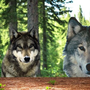 Wolf Pack Clip Art: Transparent PNG Images (commercial Use) - Etsy