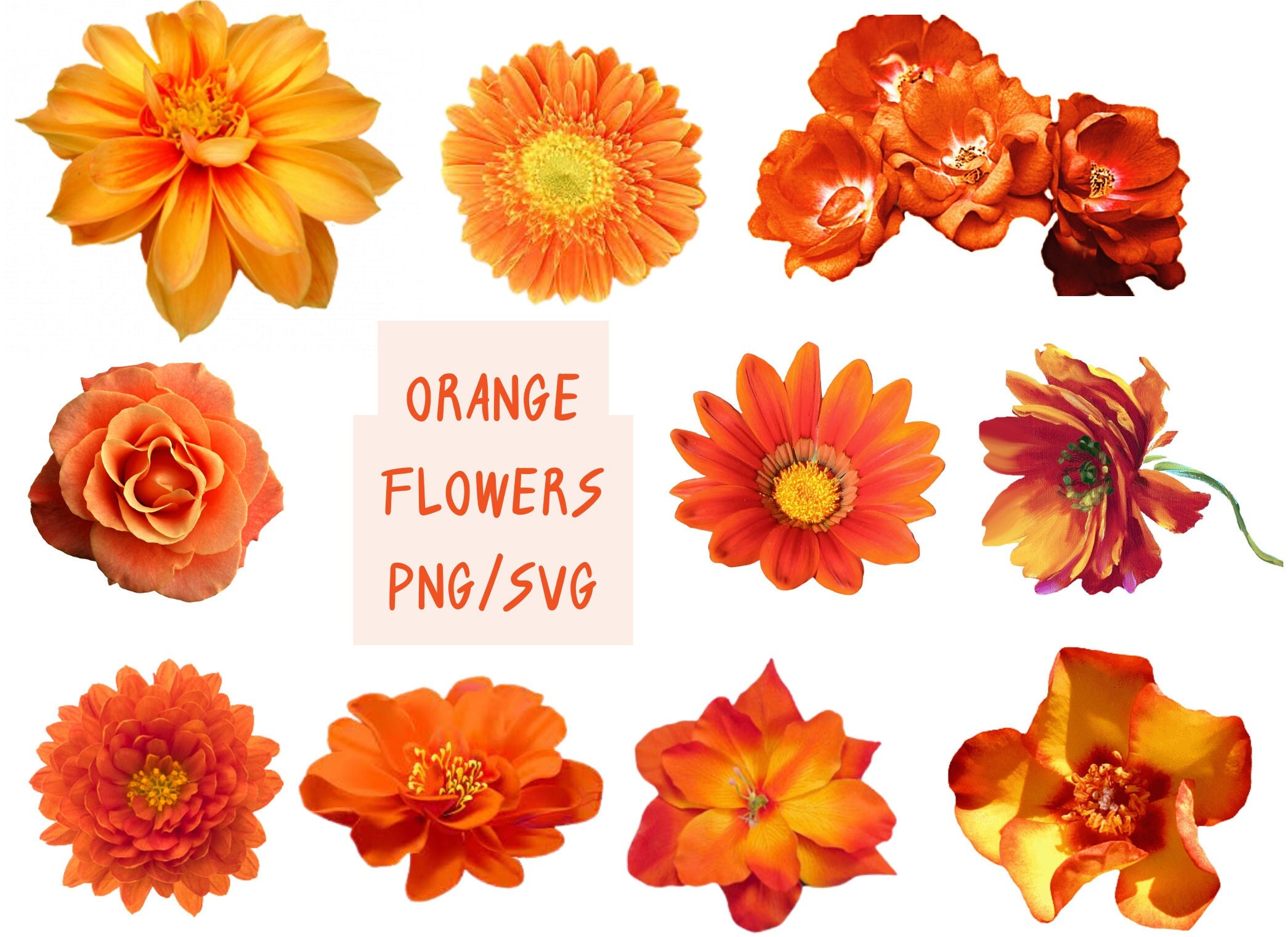 Types Of Orange Flowers