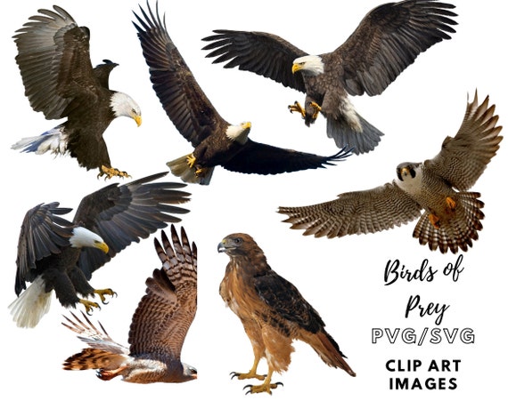 Prey Clipart