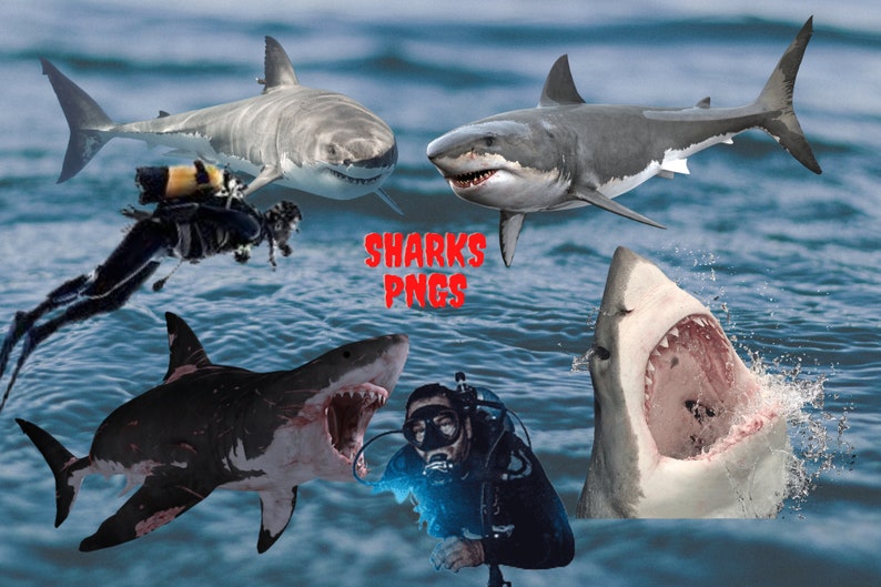 Great White Sharks and Divers Clip Art/ Shark Digital Download | Etsy