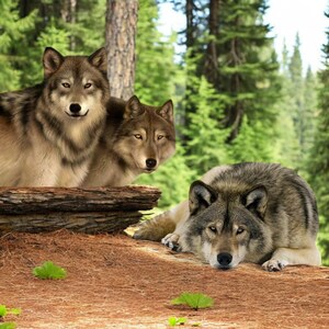 Wolf Pack Clip Art: Transparent PNG Images (commercial Use) - Etsy