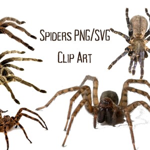 Tarantula Clip Art: Scary Spider PNG/SVG Files for Halloween ...
