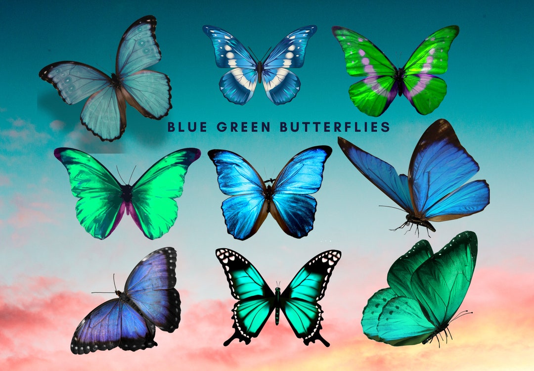 Blue Green Butterfly Pack PNG/ Beautiful Blue Green Butterflies PNG ...