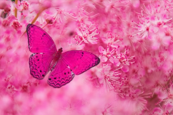 Real Pink Butterfly
