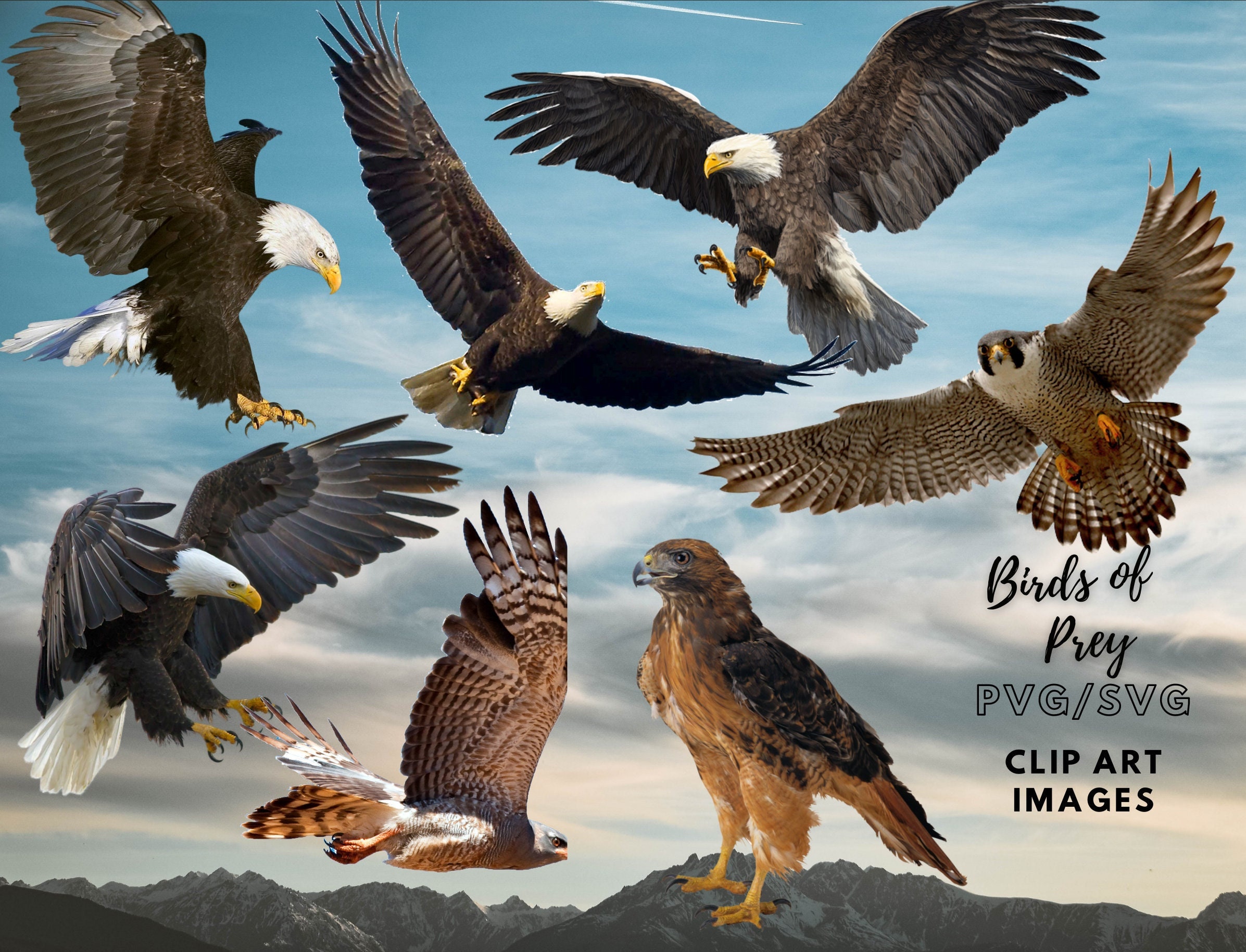 Birds of Prey PNG/SVG Digital Download Only/transparent - Etsy UK