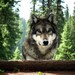 Wolf Pack Clip Art: Transparent PNG Images (commercial Use) - Etsy