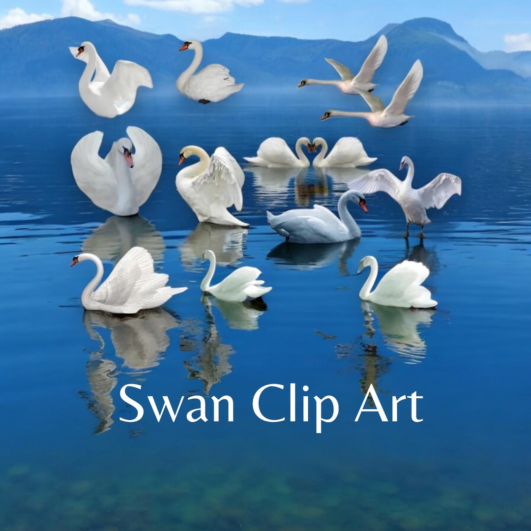 Swan Clip Art, Swan Silhouette, Swan SVG, Swan Graphics, Swan ...