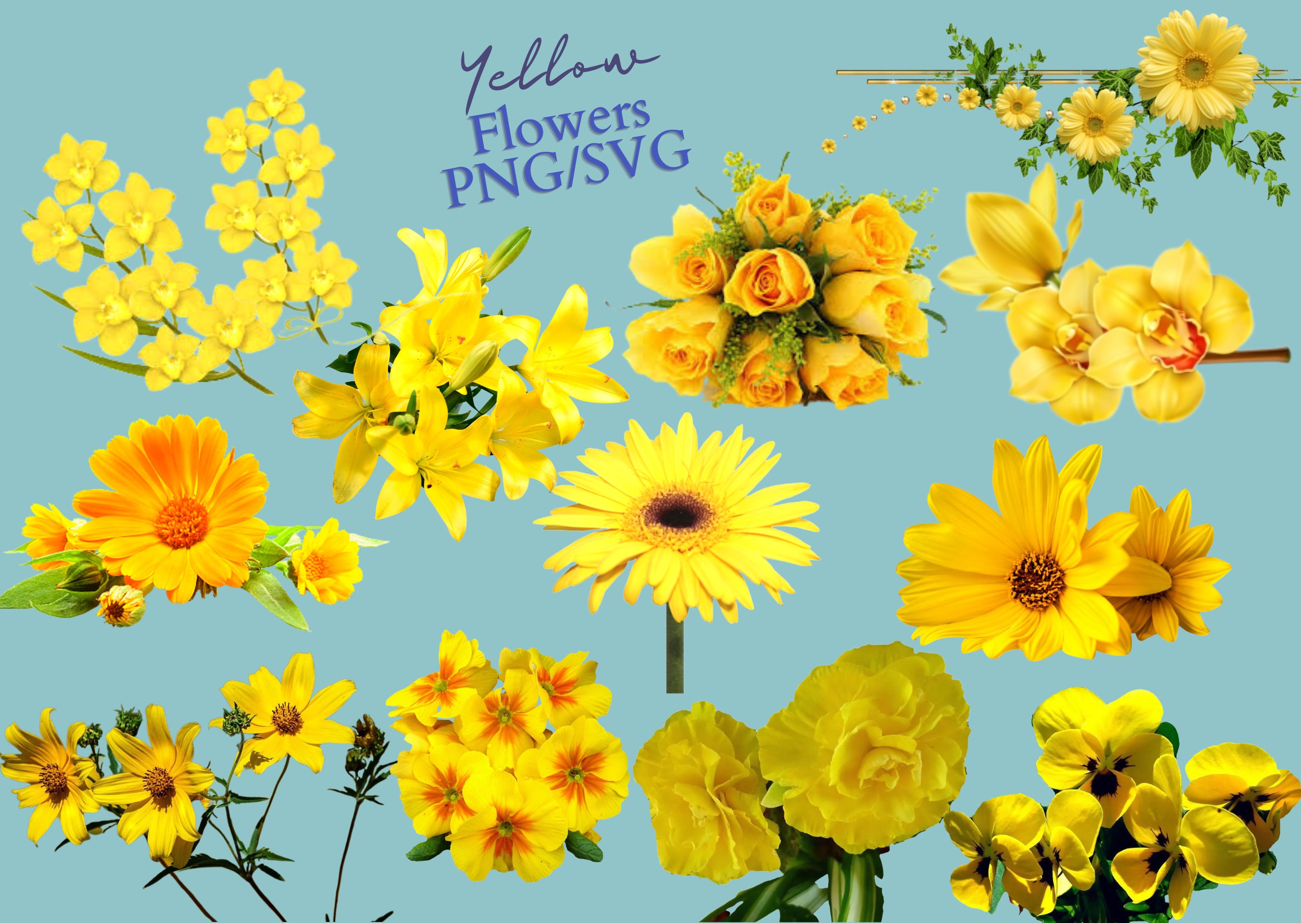 Types Of Yellow Flowers Names